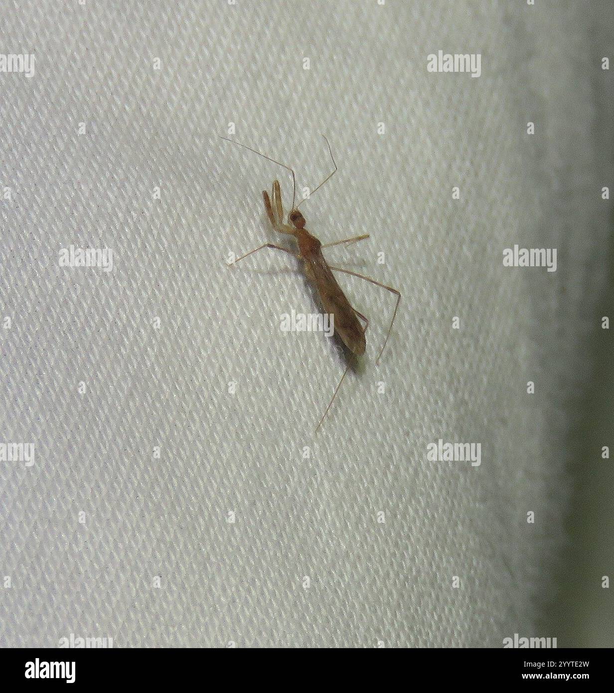 Thread legged bugs hi-res stock photography and images - Alamy