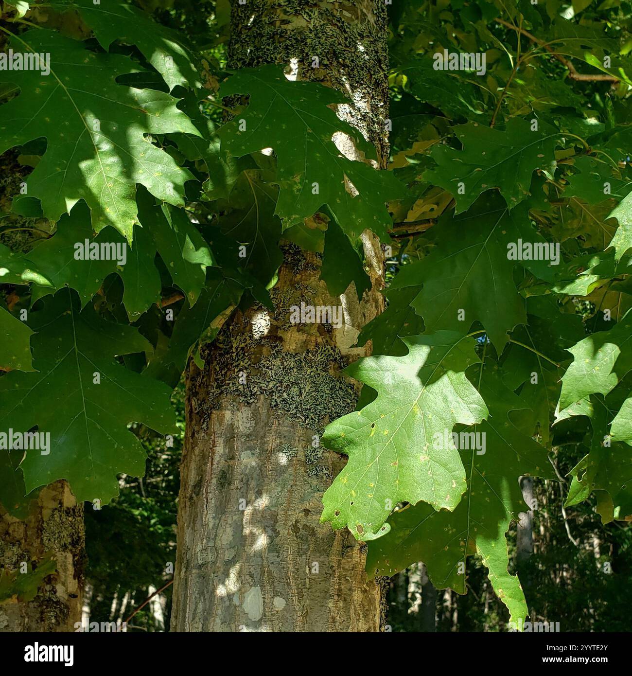 northern red oak (Quercus rubra Stock Photo - Alamy