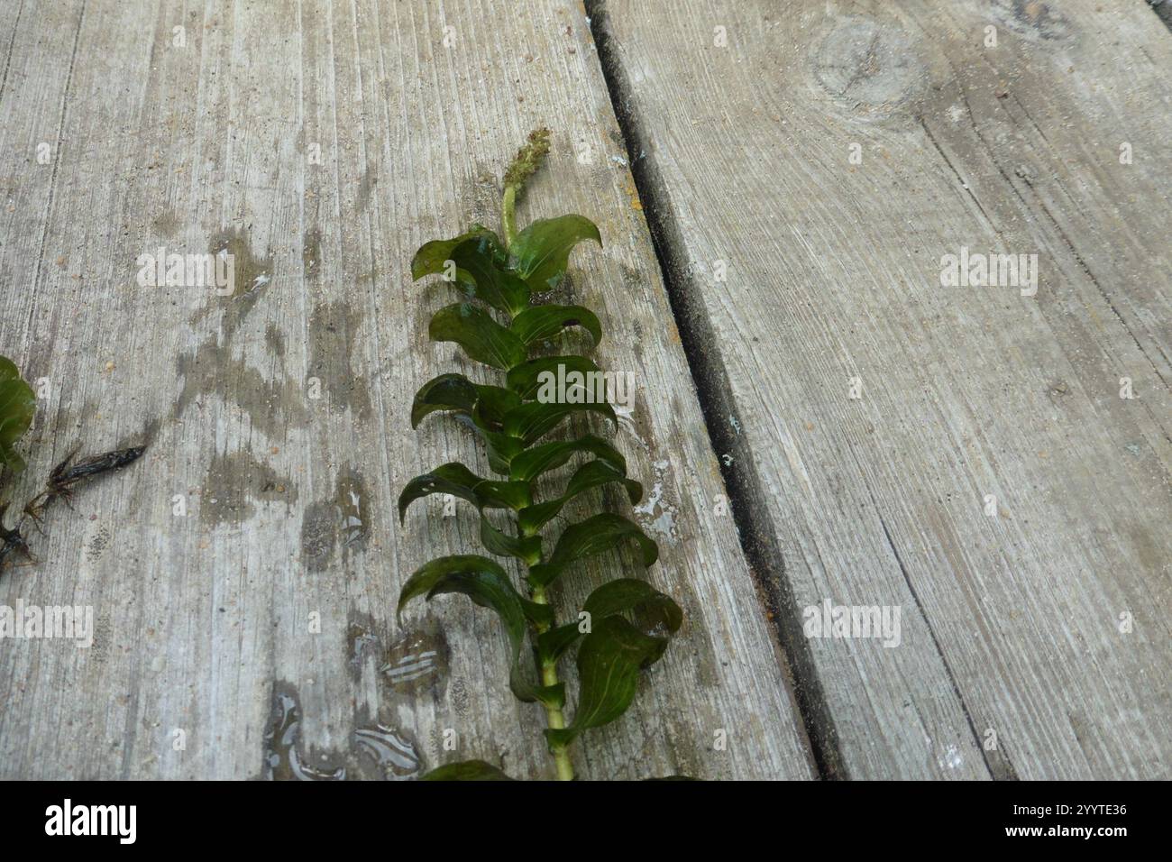 Perfoliate Pondweed (Potamogeton perfoliatus Stock Photo - Alamy