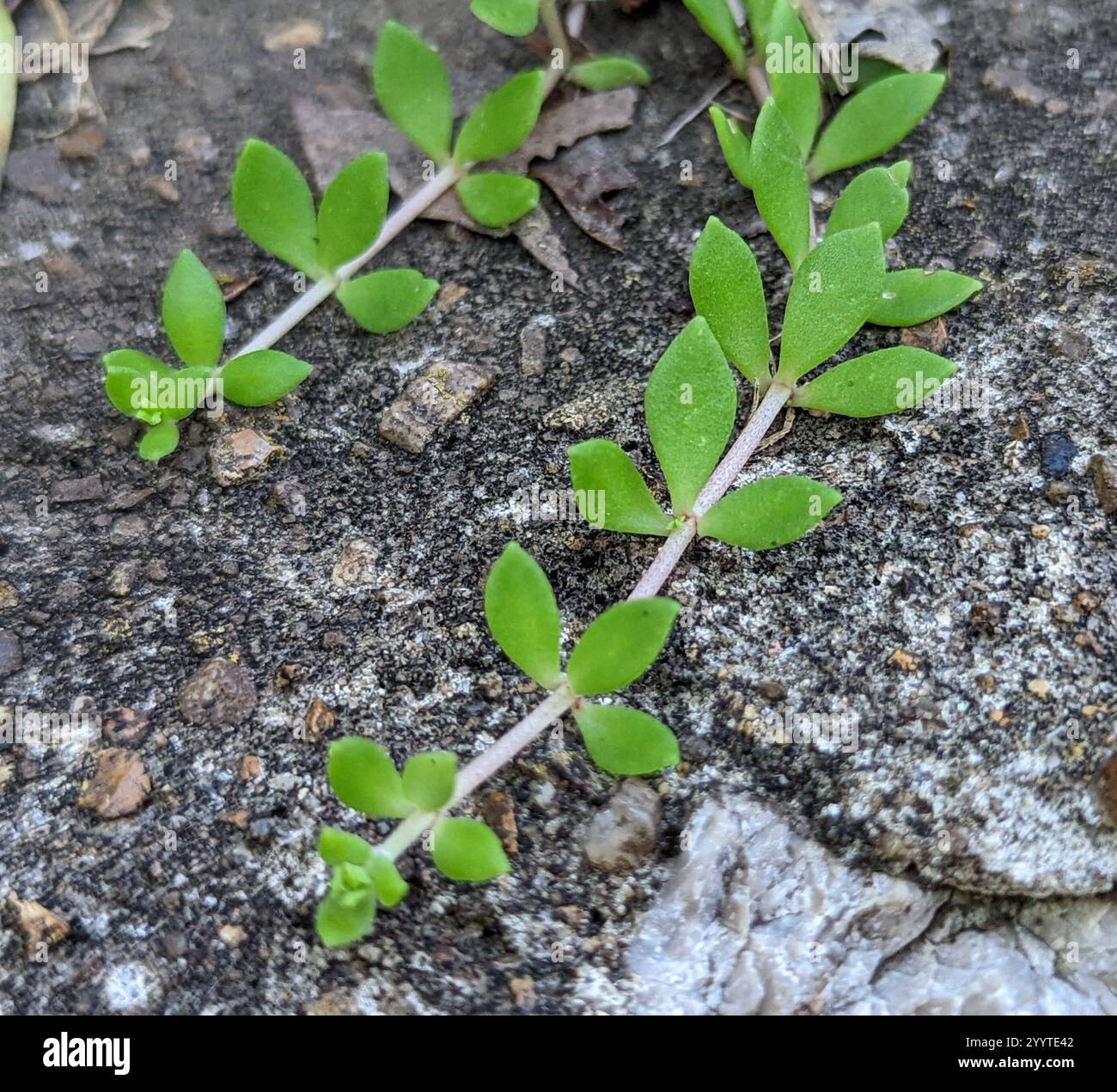 Sedum sarmentosum hi-res stock photography and images - Alamy
