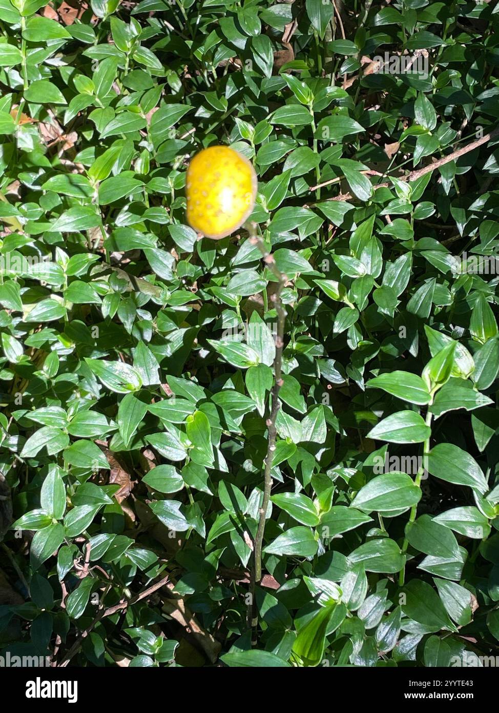 small bolwarra (Eupomatia bennettii Stock Photo - Alamy