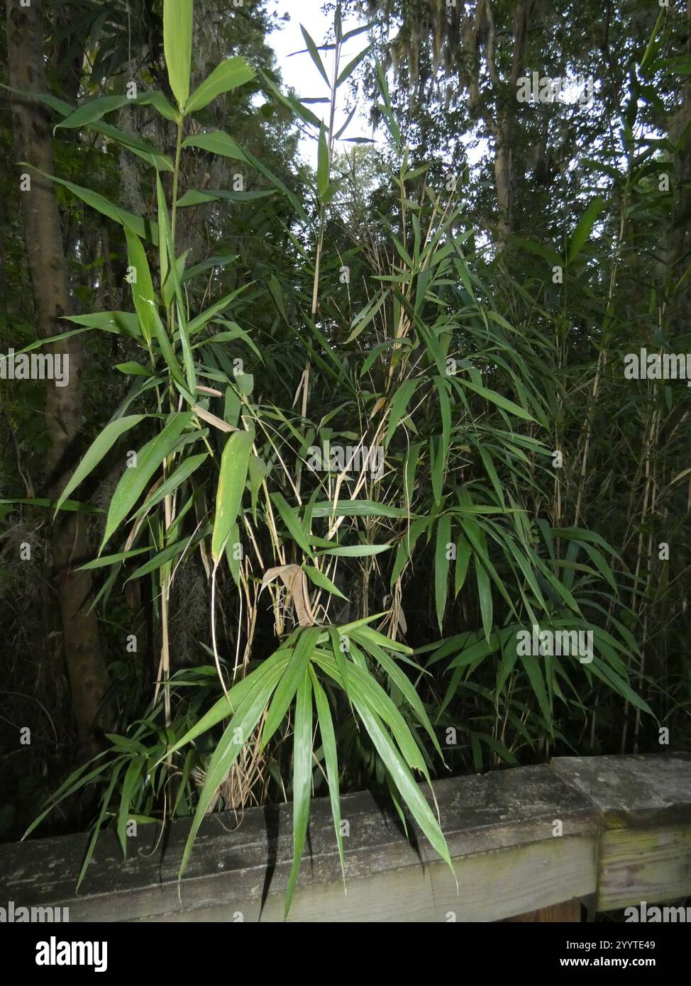 switch cane (Arundinaria tecta Stock Photo - Alamy