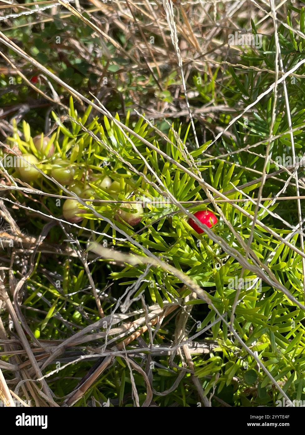 African Asparagus (Asparagus aethiopicus Stock Photo - Alamy