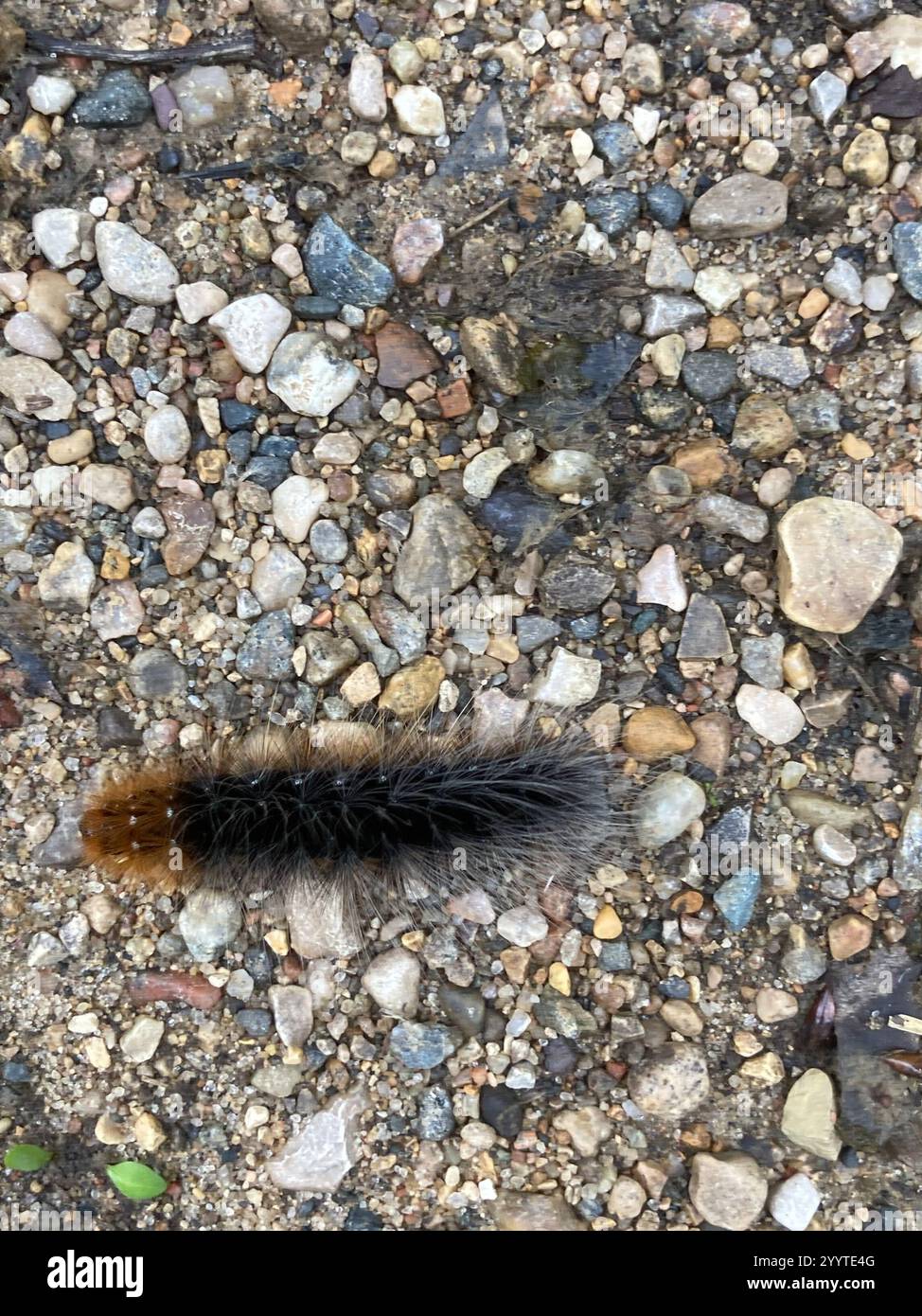 Garden Tiger (Arctia caja Stock Photo - Alamy