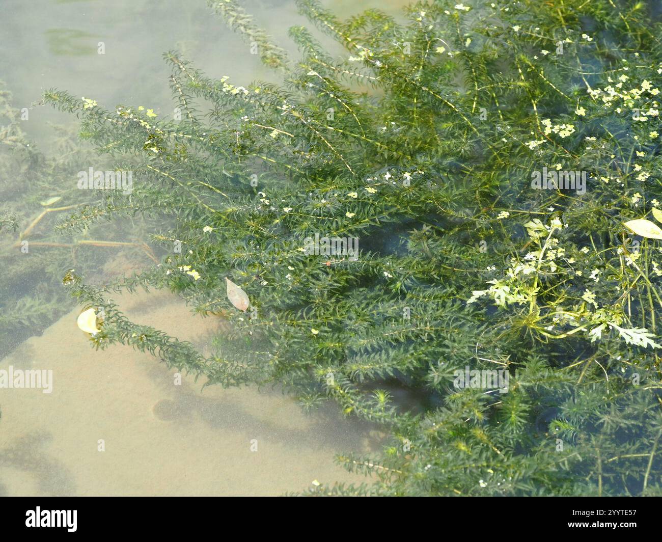 Hydrilla (Hydrilla verticillata Stock Photo - Alamy