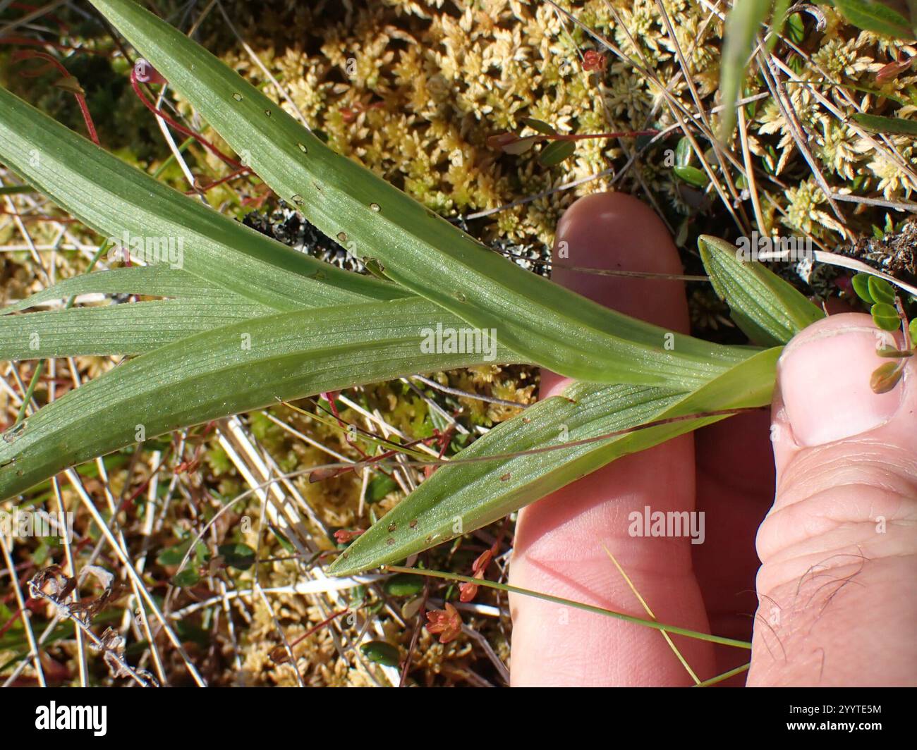 Epipactis gigantea hi-res stock photography and images - Alamy