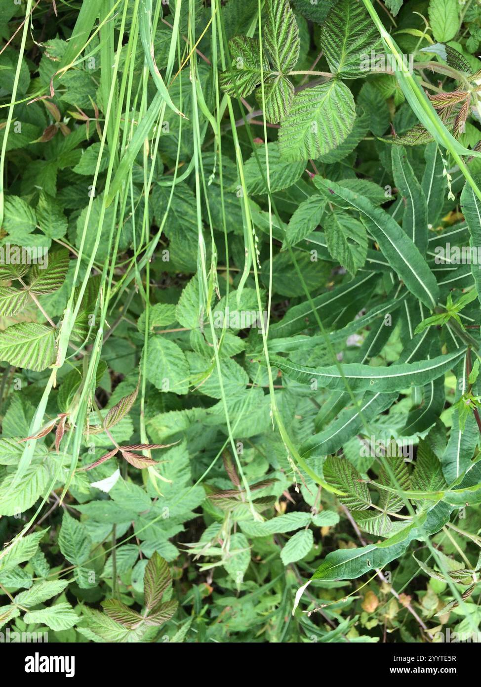 Carex sect. Paniceae (Paniceae Stock Photo - Alamy