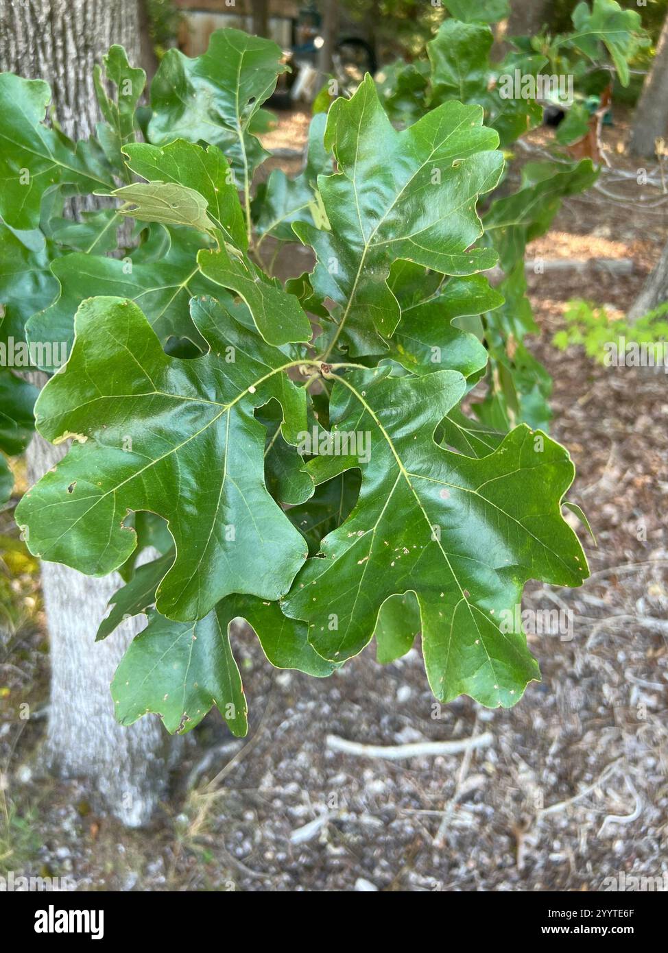 post oak (Quercus stellata Stock Photo - Alamy
