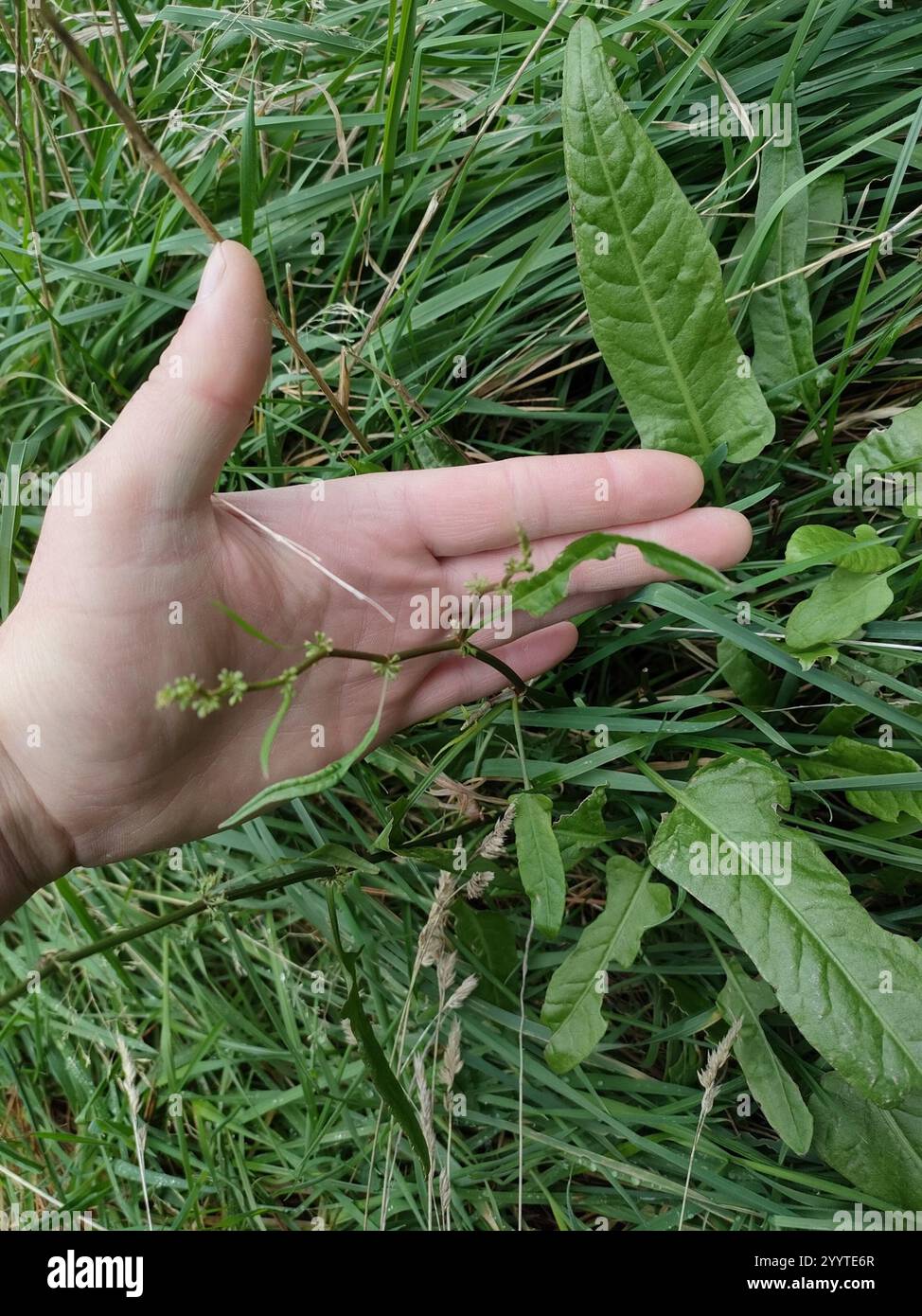 Slender Dock (Rumex brownii Stock Photo - Alamy