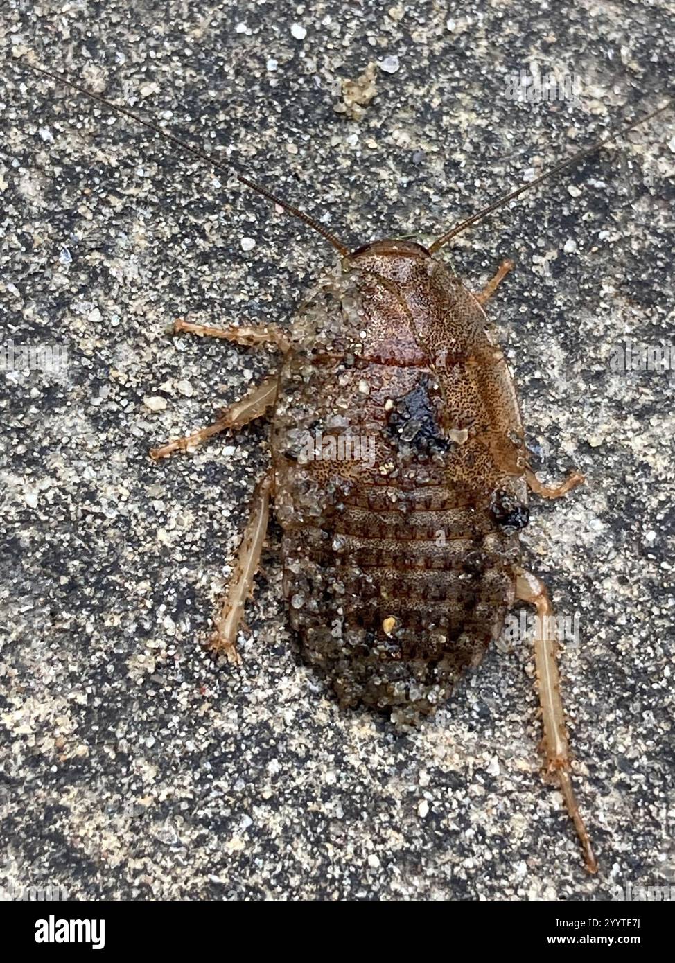 Cockroaches and Termites (Blattodea Stock Photo - Alamy