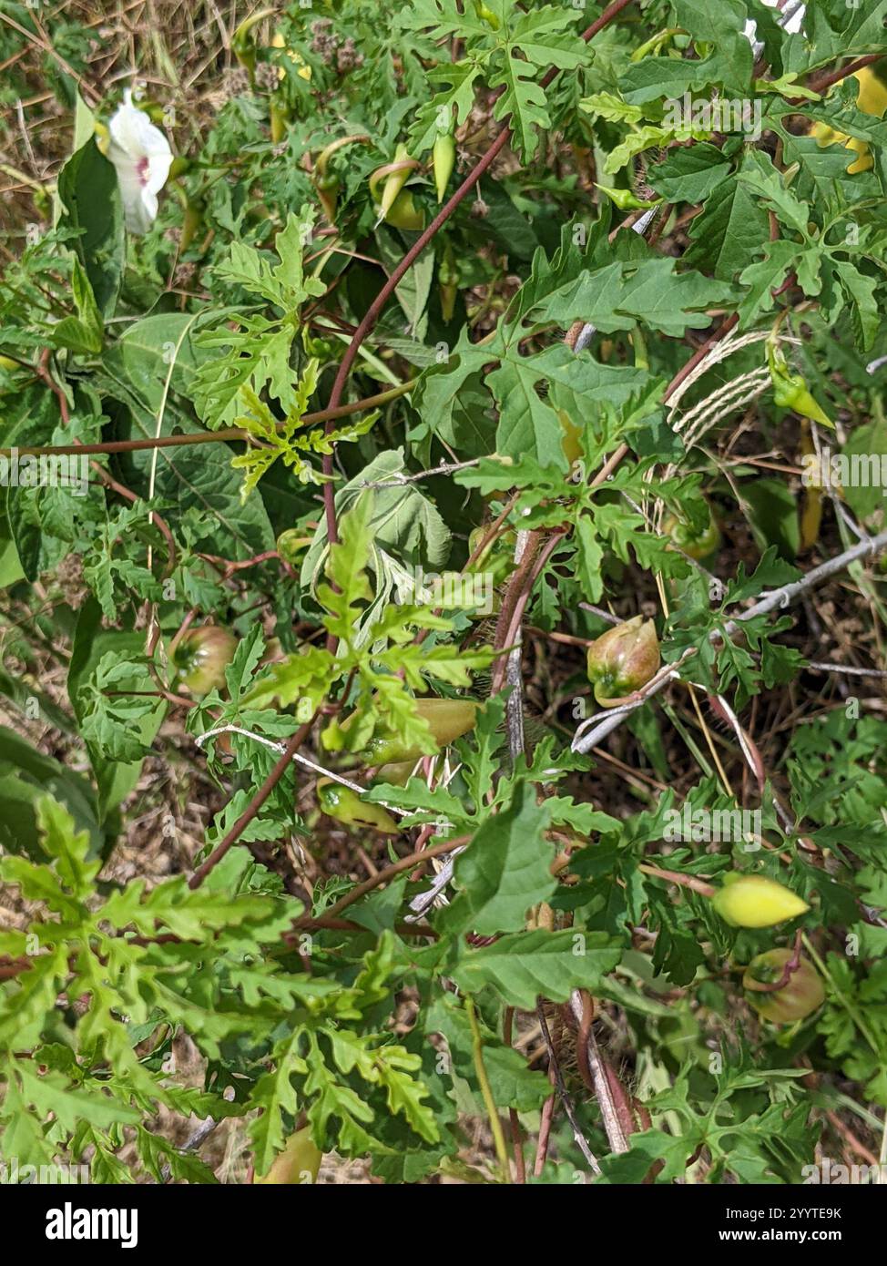 Alamo vine hi-res stock photography and images - Alamy
