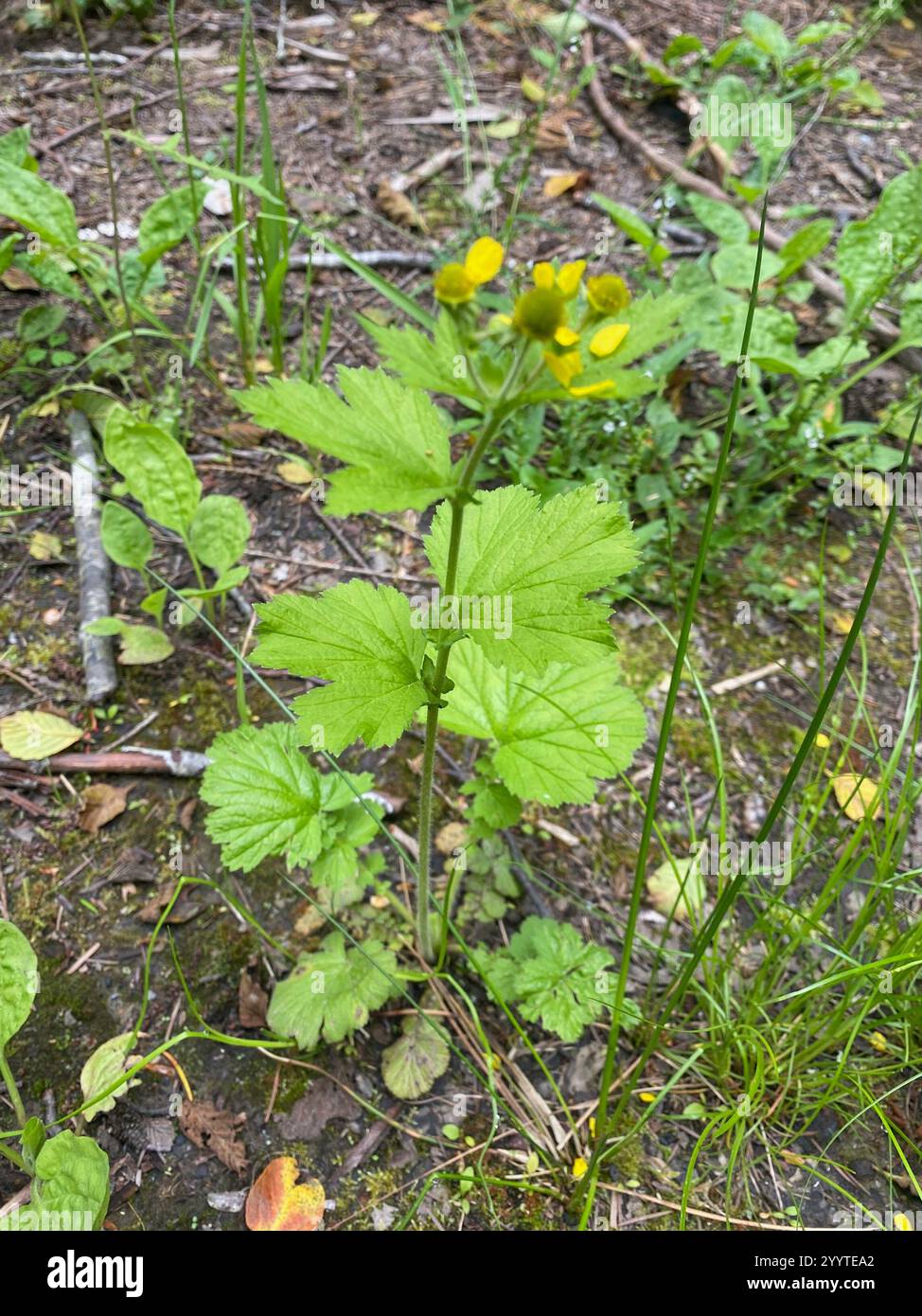 Large-leaved Avens (Geum macrophyllum Stock Photo - Alamy