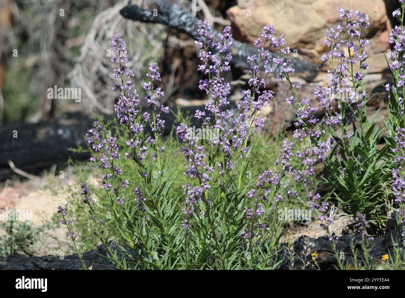 Poodle-dog bush (Turricula parryi Stock Photo - Alamy