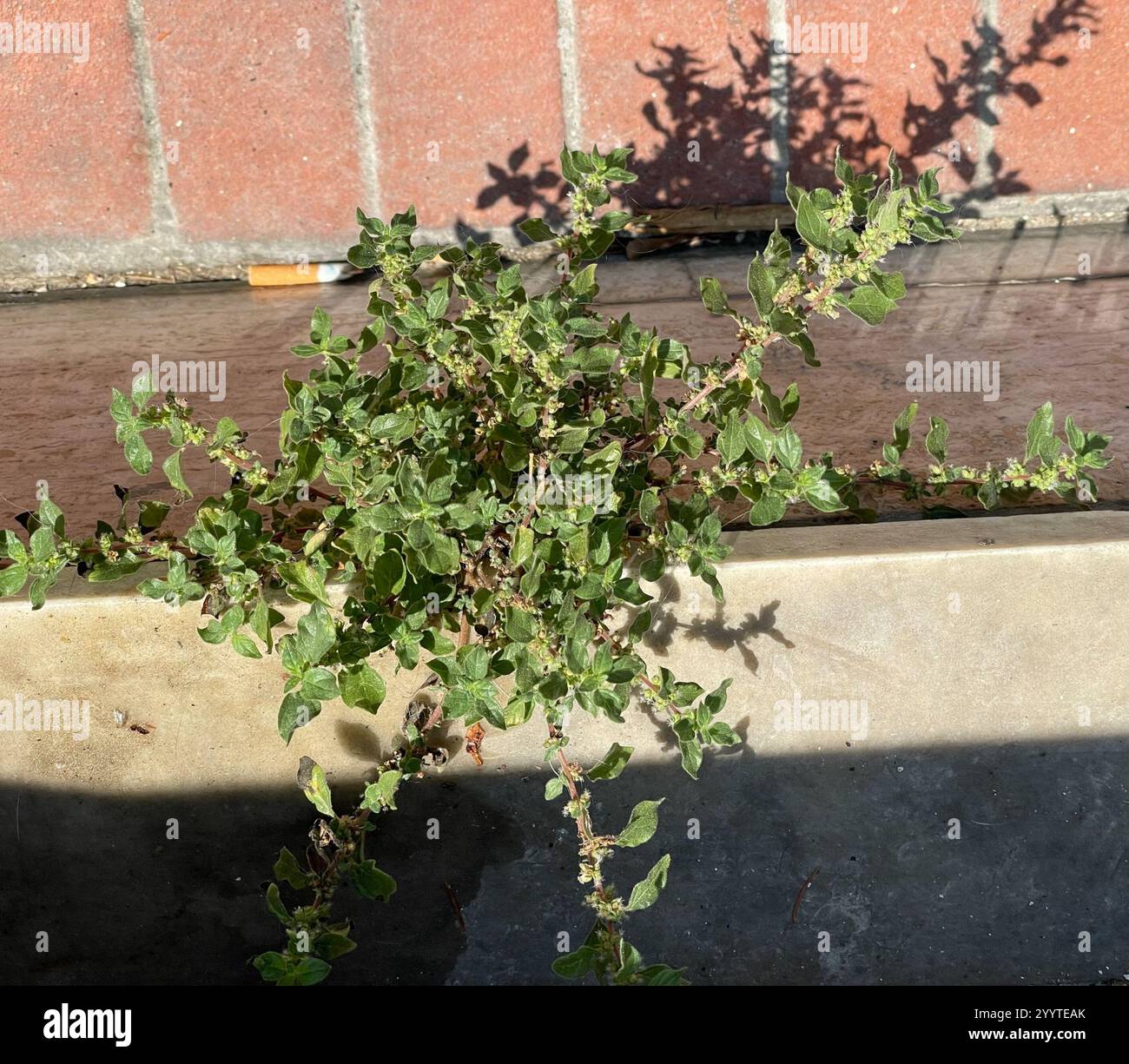 Erect Pellitory-of-the-wall (Parietaria officinalis Stock Photo - Alamy