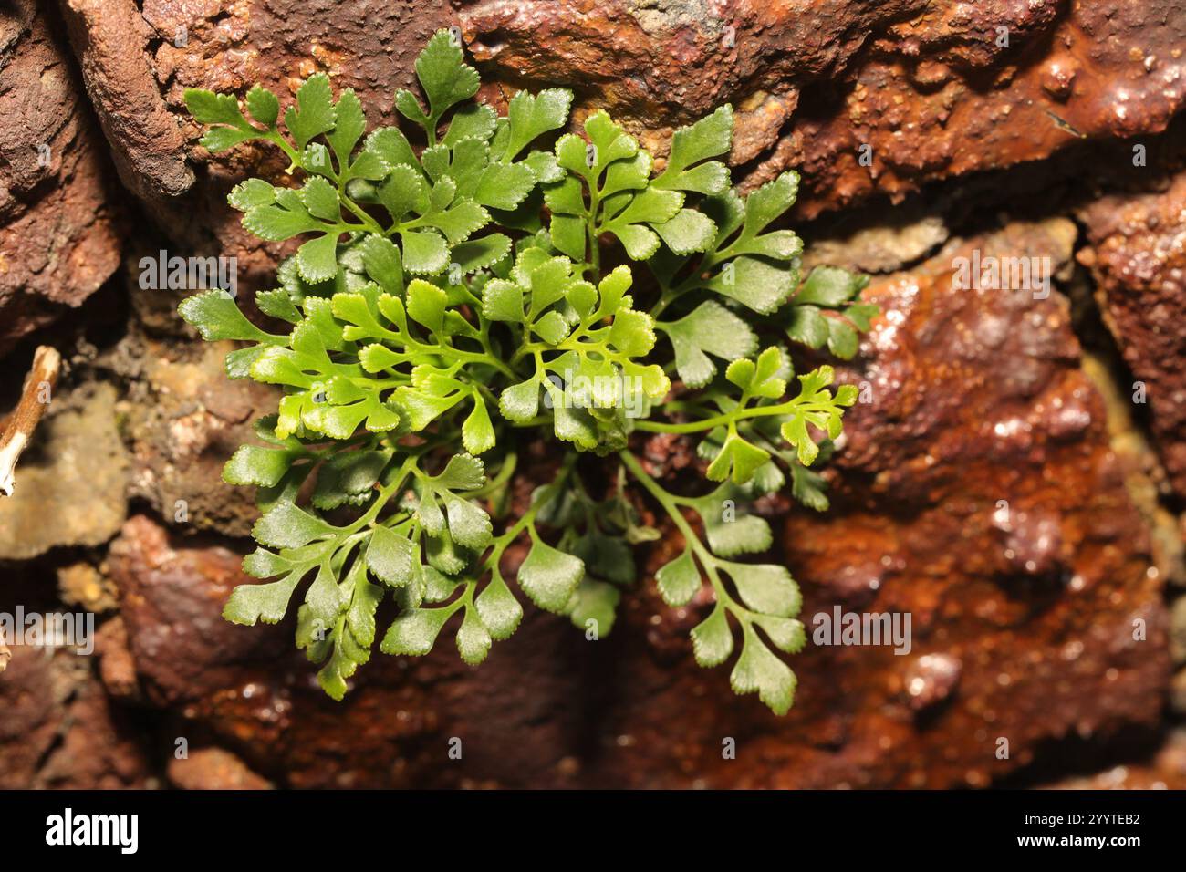 wall-rue (Asplenium ruta-muraria Stock Photo - Alamy