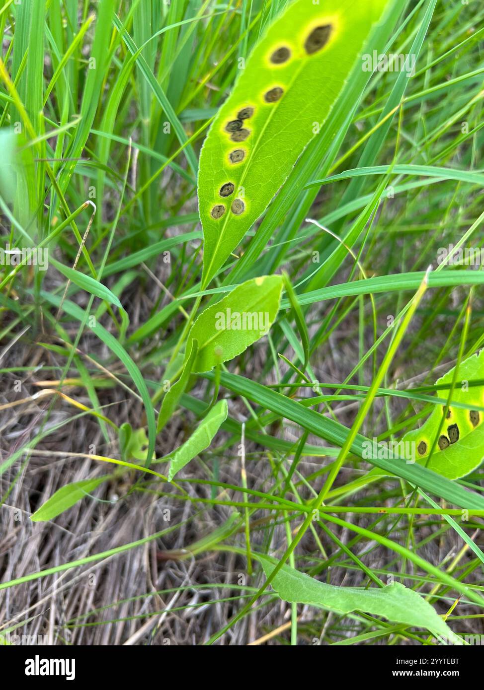 Carbonifera goldenrod gall midge (Asteromyia carbonifera Stock Photo ...