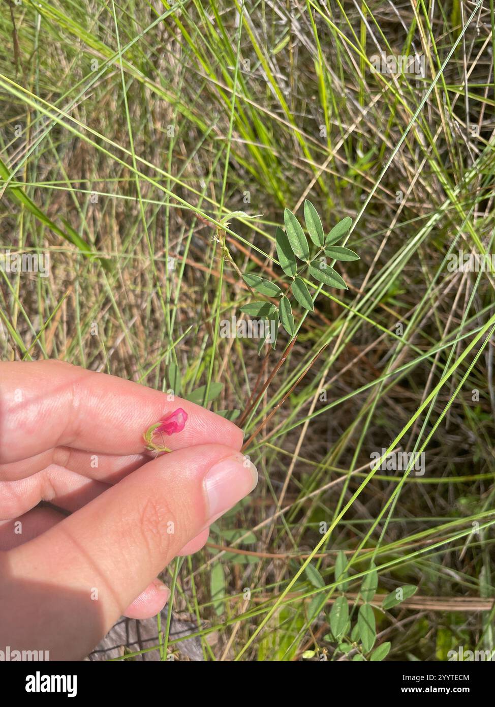Spiked Hoarypea (Tephrosia spicata Stock Photo - Alamy