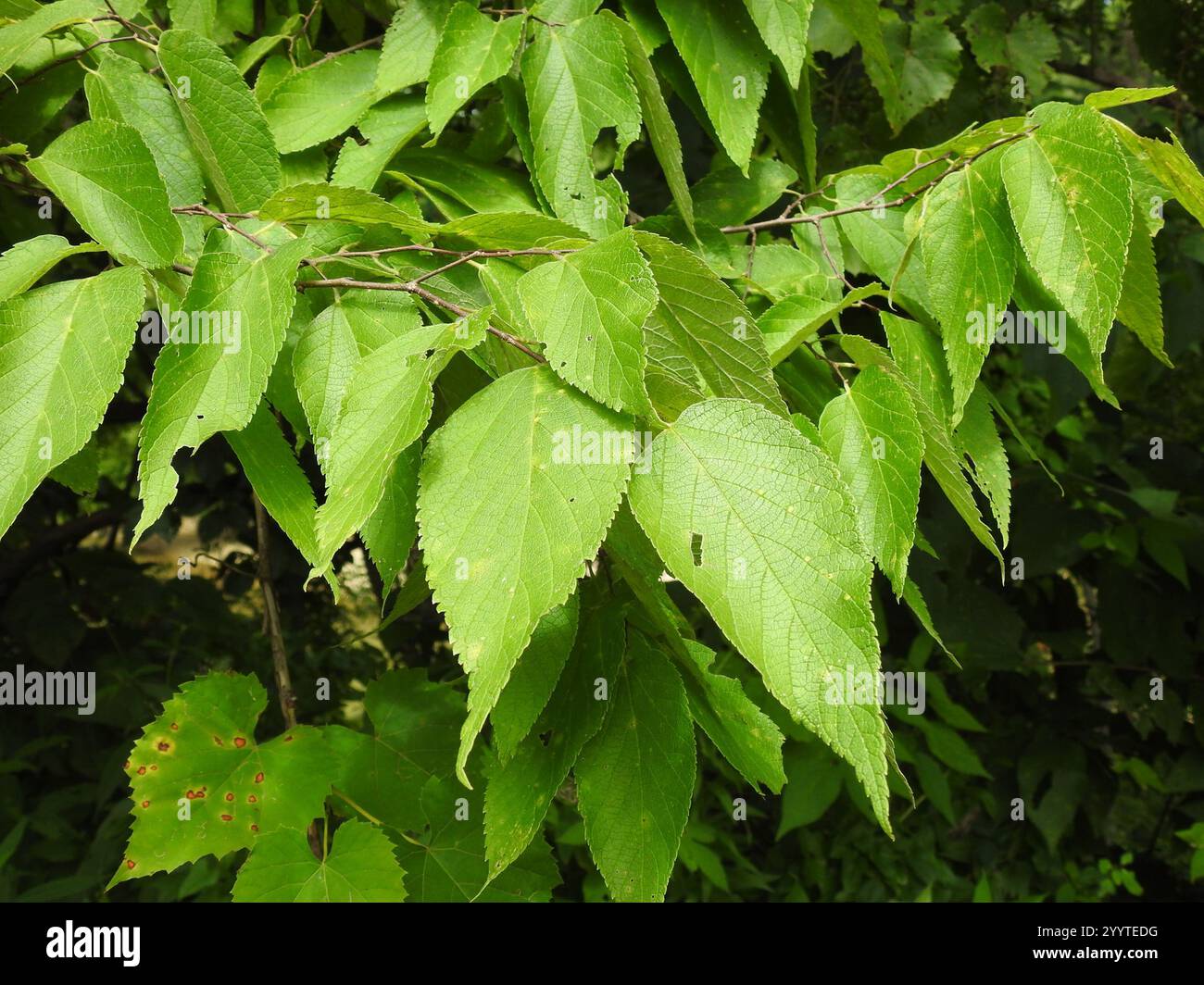 common hackberry (Celtis occidentalis Stock Photo - Alamy