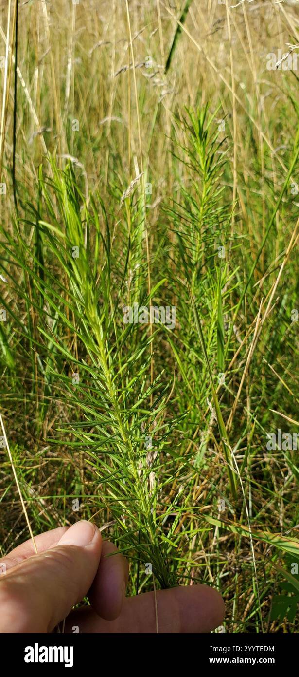 whorled milkweed (Asclepias verticillata Stock Photo - Alamy