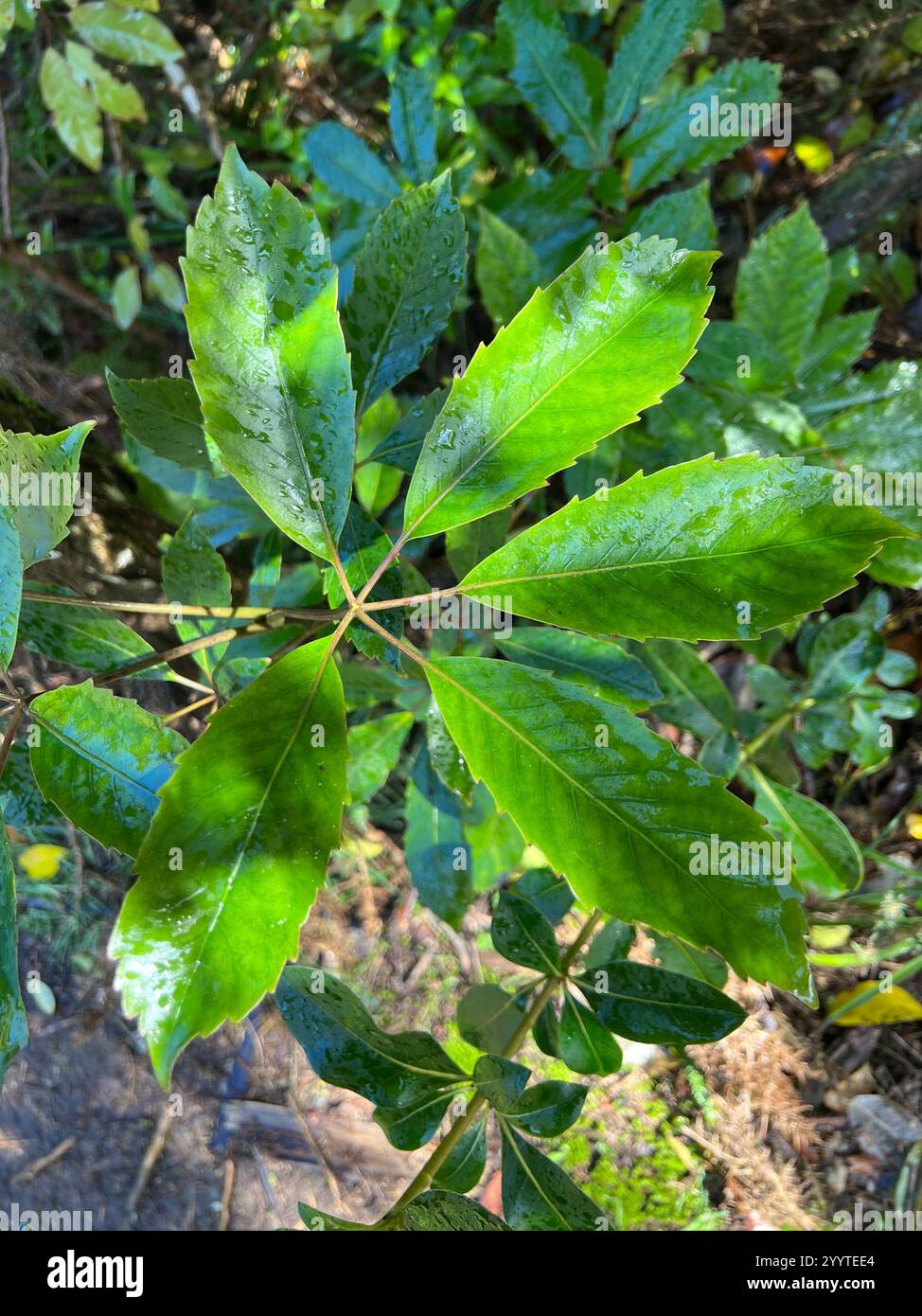 five finger (Pseudopanax arboreus Stock Photo - Alamy