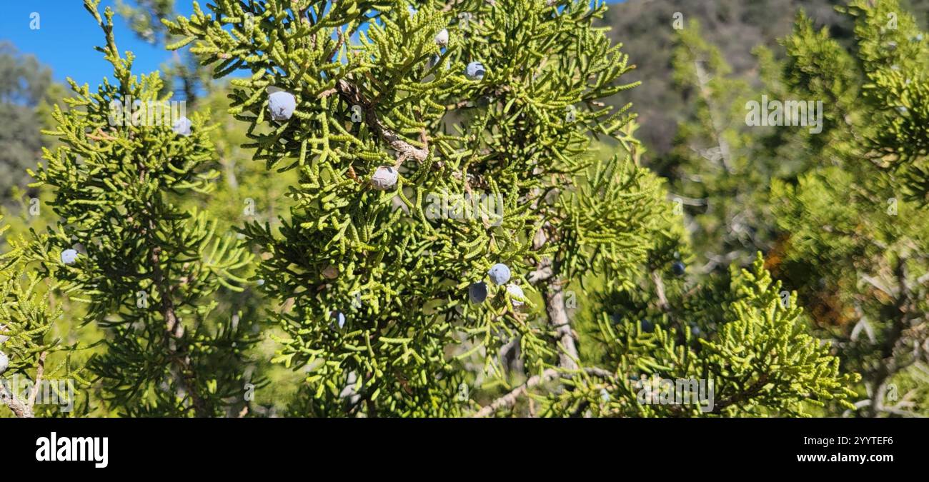 California juniper (Juniperus californica Stock Photo - Alamy