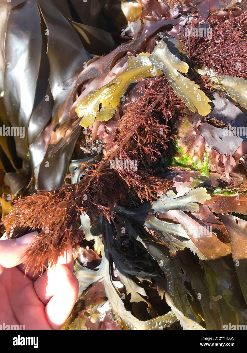 Ceramium virgatum hi-res stock photography and images - Alamy
