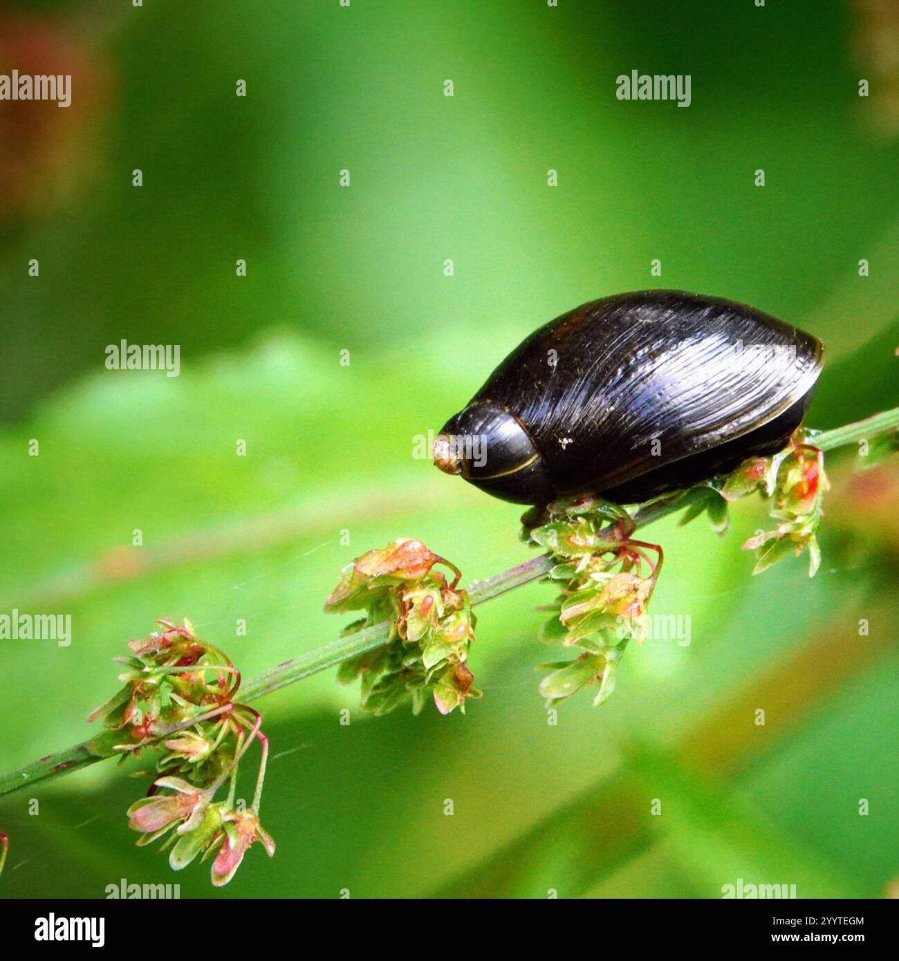 Common European Ambersnail (Succinea putris Stock Photo - Alamy