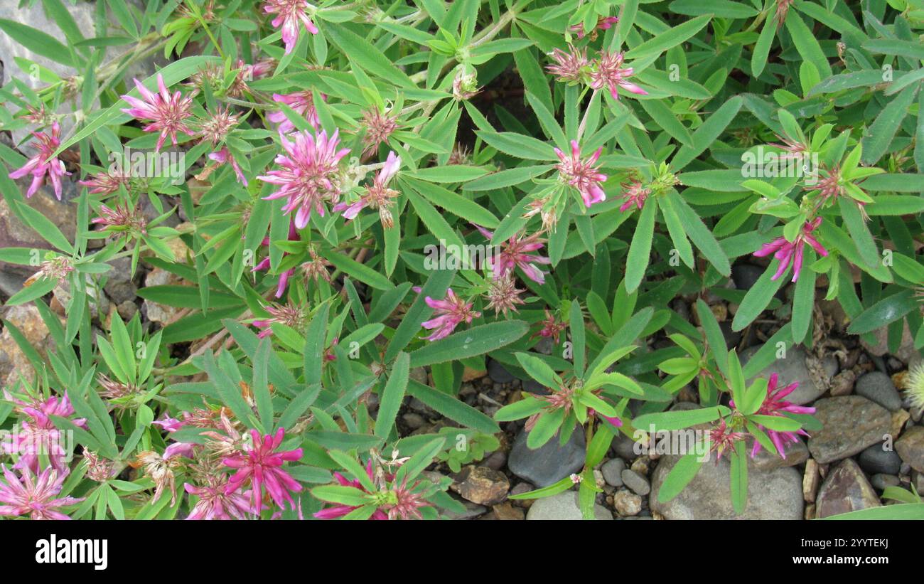 lupine clover (Trifolium lupinaster Stock Photo - Alamy