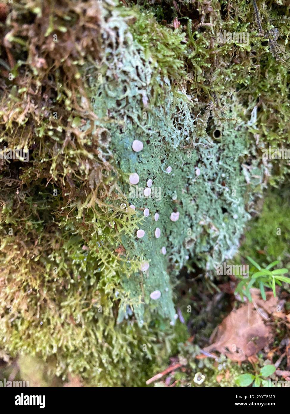 water lichens, whiteworm lichens, and allies (Icmadophilaceae Stock ...