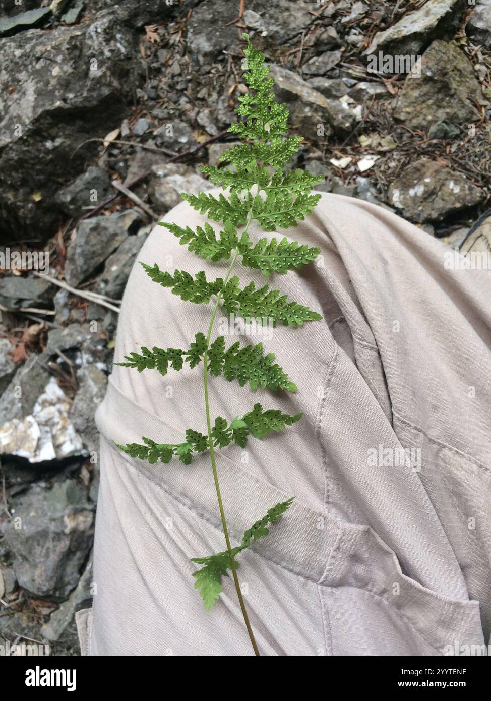 Laurentian bulblet fern (Cystopteris laurentiana Stock Photo - Alamy