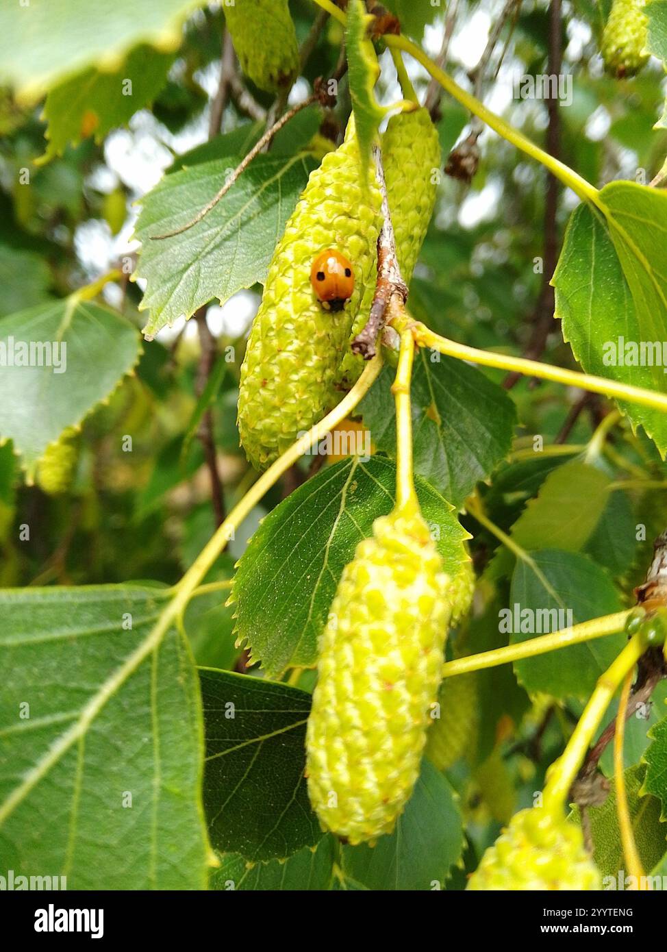 Two-spotted Lady Beetle (Adalia bipunctata Stock Photo - Alamy