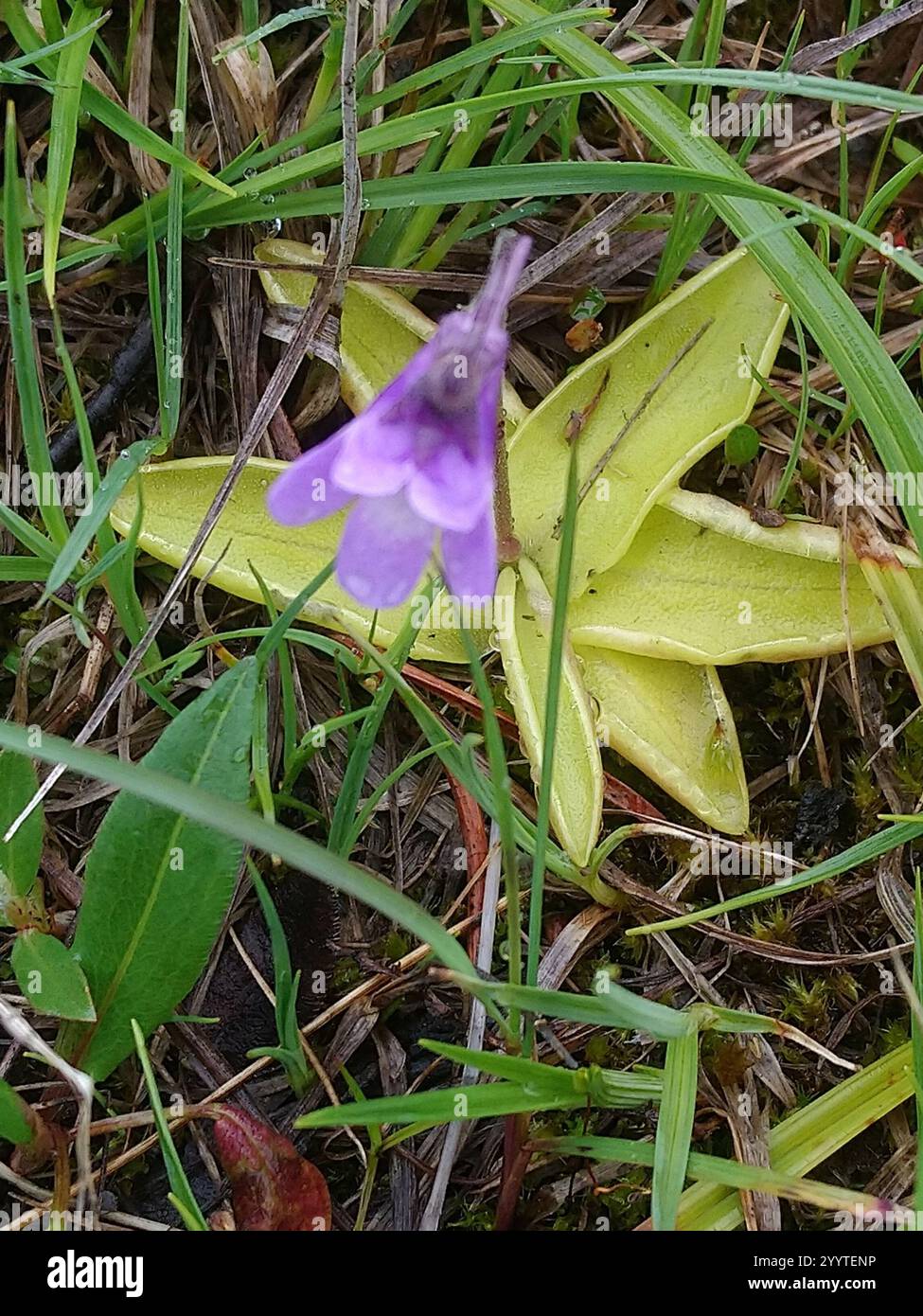 Common Butterwort (Pinguicula vulgaris Stock Photo - Alamy