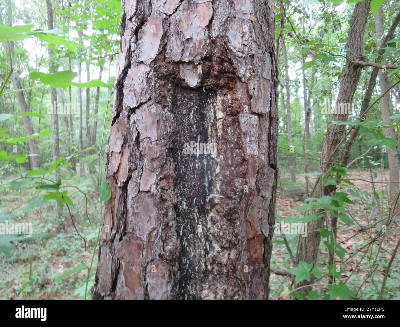 loblolly pine (Pinus taeda Stock Photo - Alamy
