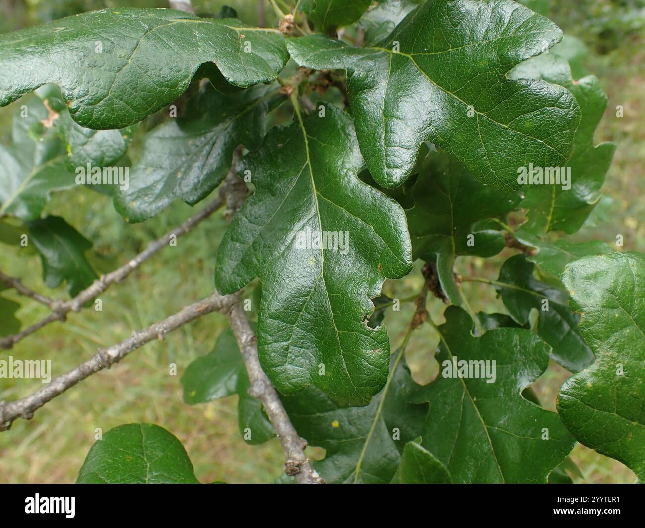 Oregon oak (Quercus garryana Stock Photo - Alamy