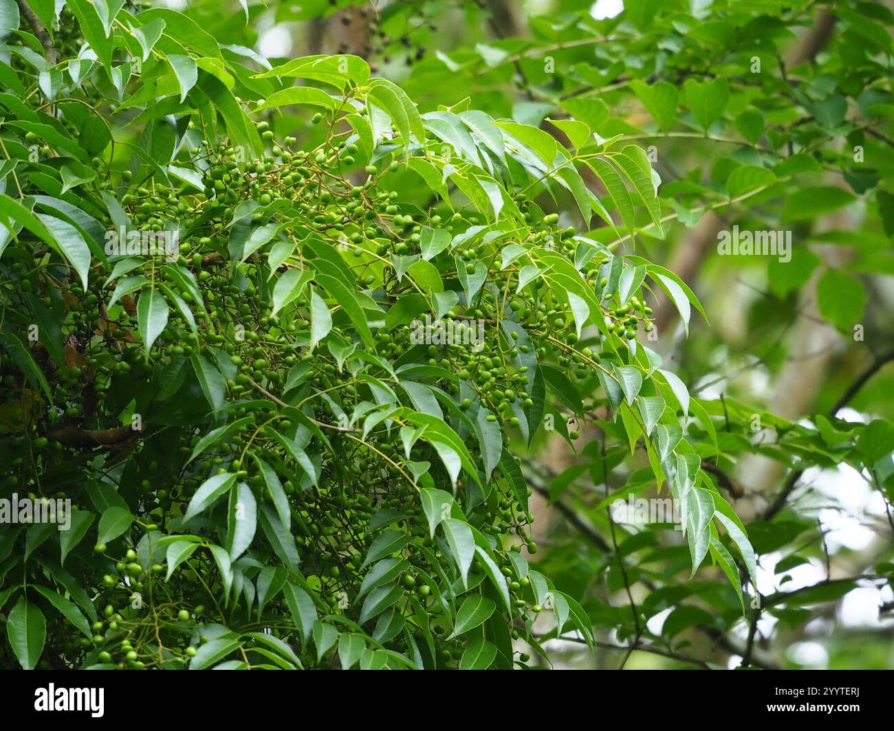 Japanese wax tree (Toxicodendron succedaneum Stock Photo - Alamy