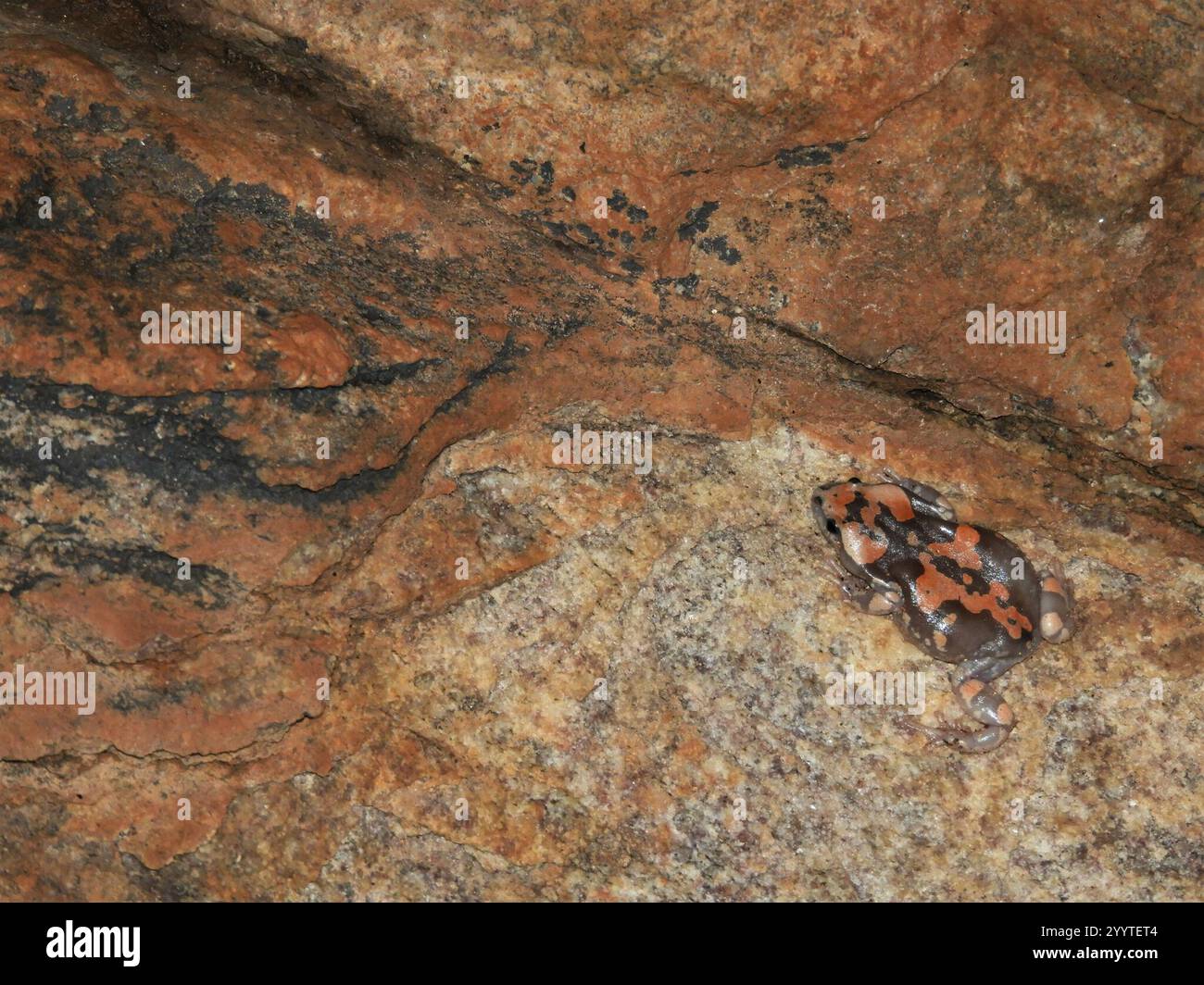 Marbled rubber frog (Phrynomantis annectens Stock Photo - Alamy