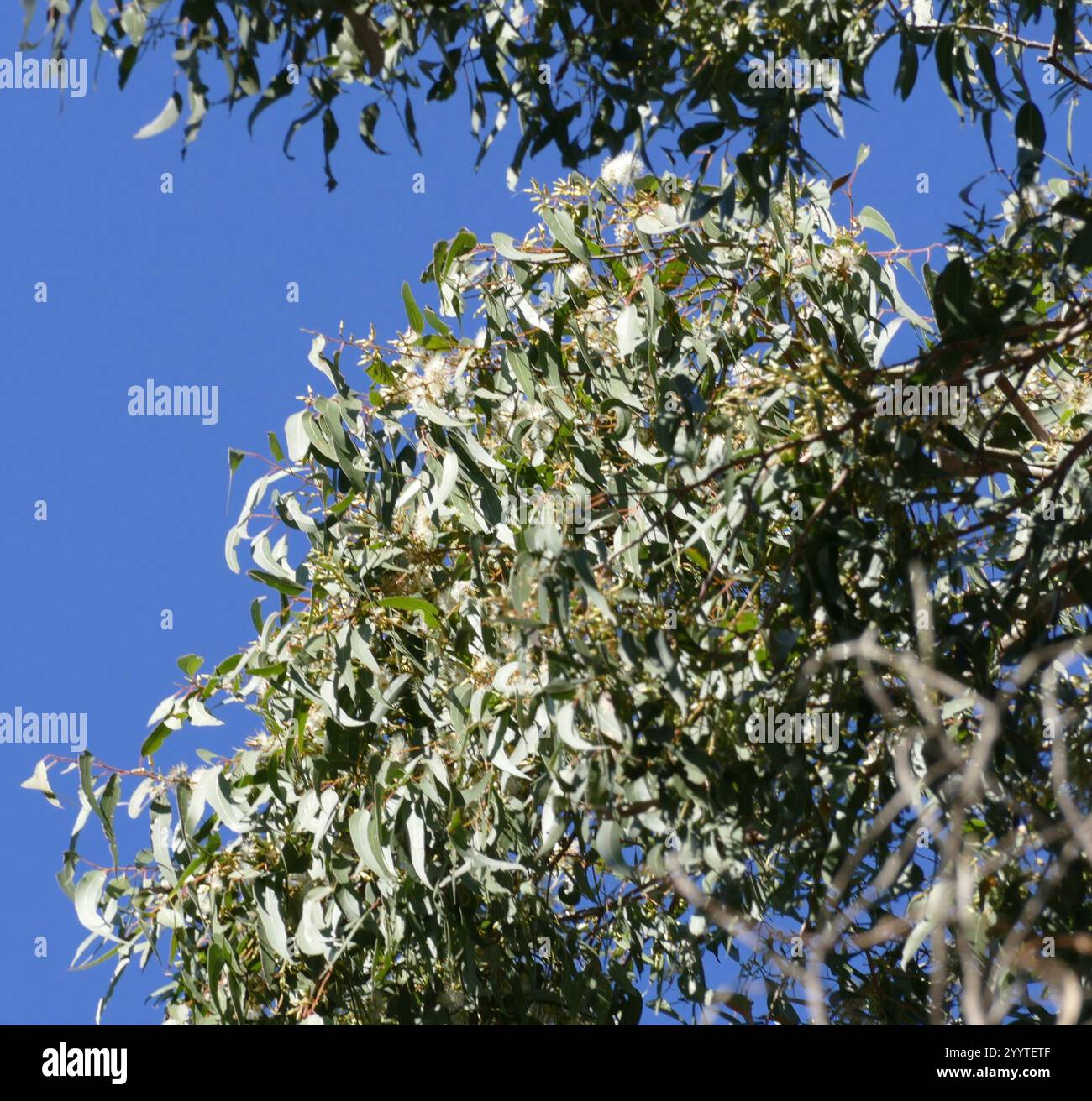 (Eucalyptus tereticornis tereticornis Stock Photo - Alamy