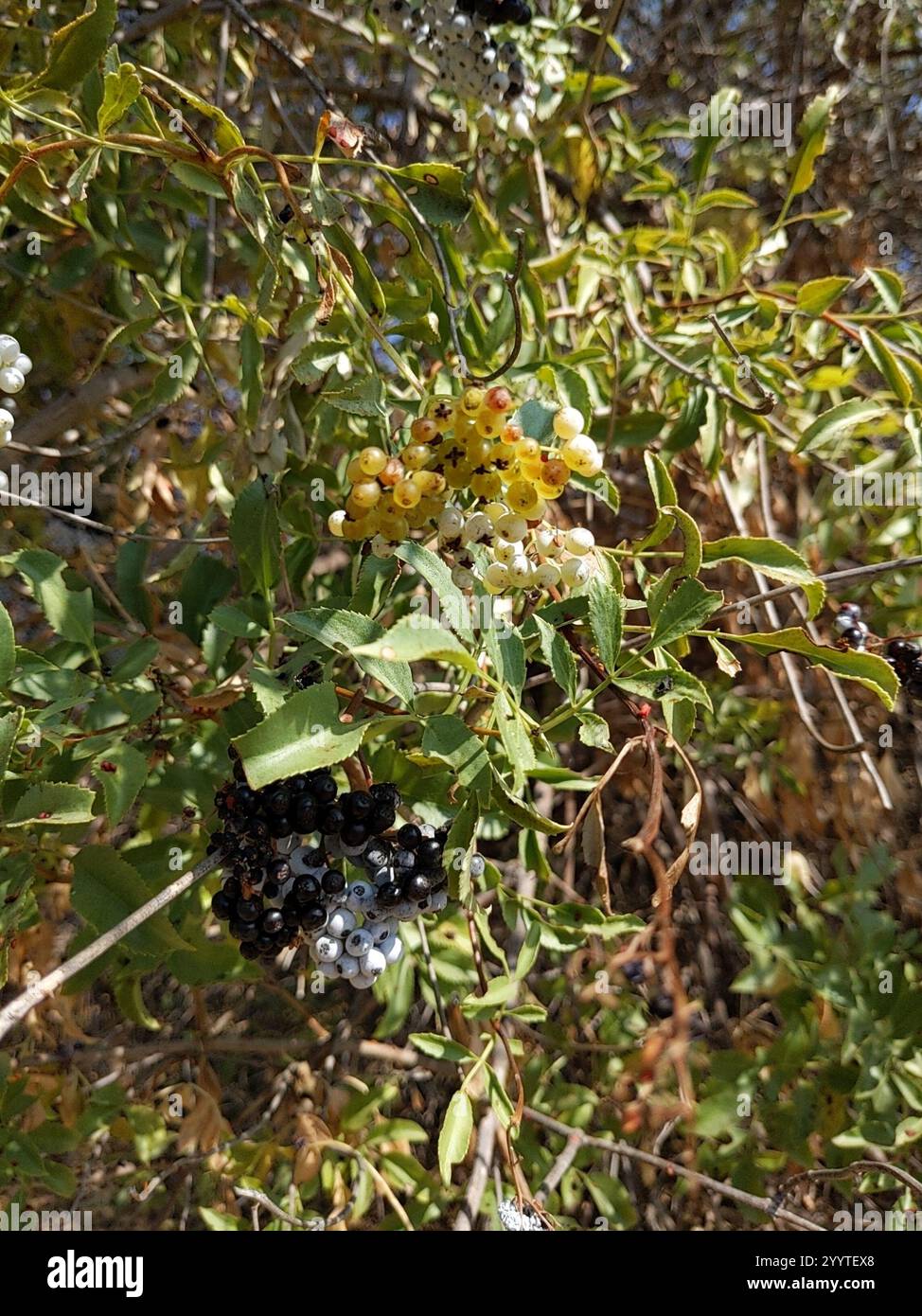 blue elder (Sambucus cerulea Stock Photo - Alamy