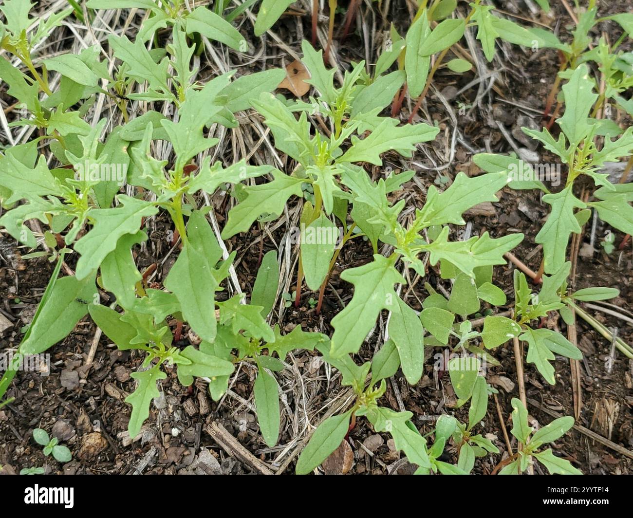 fetid goosefoot (Dysphania incisa Stock Photo - Alamy