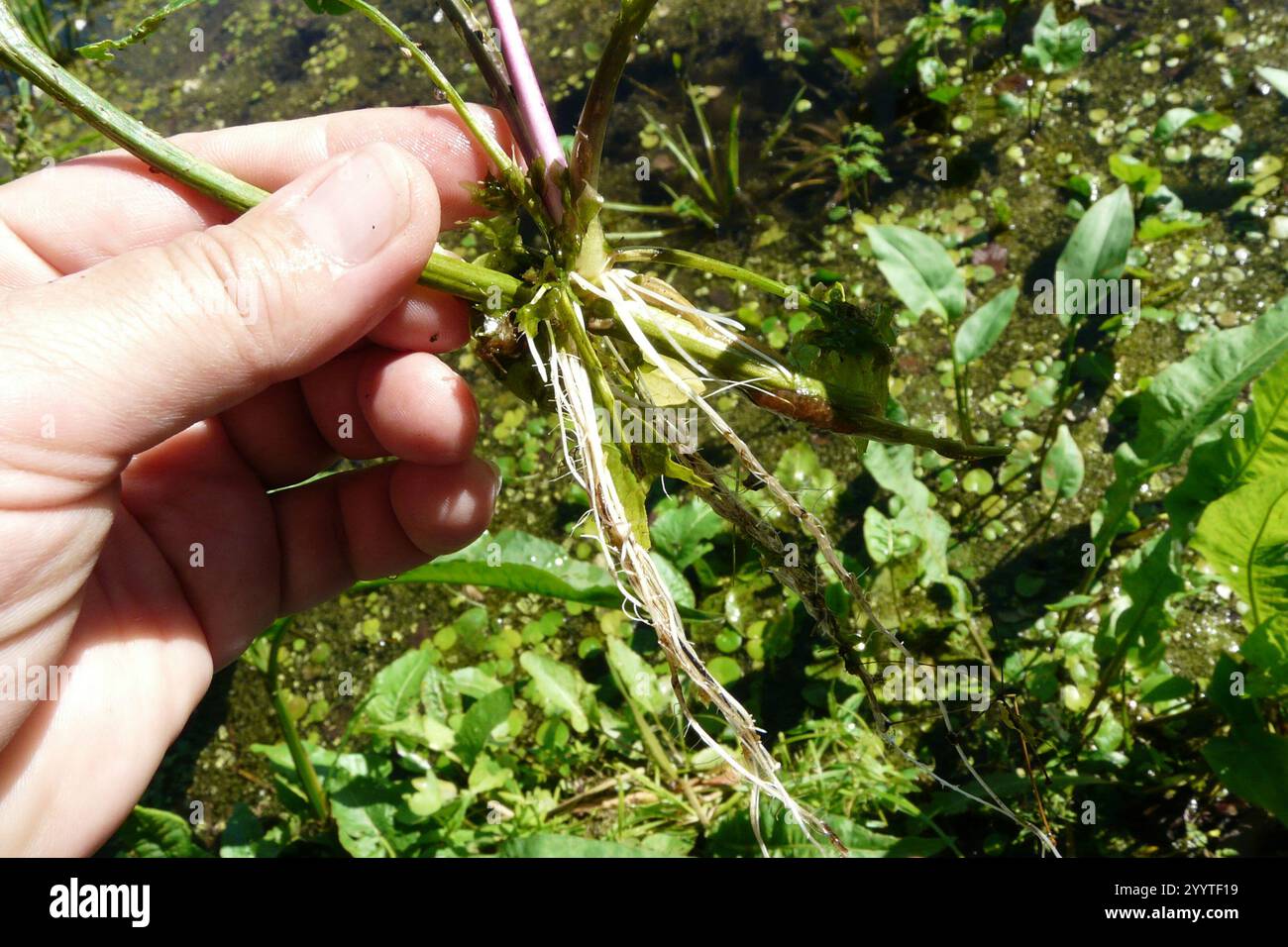 Amphibious Yellowcress (Rorippa amphibia Stock Photo - Alamy