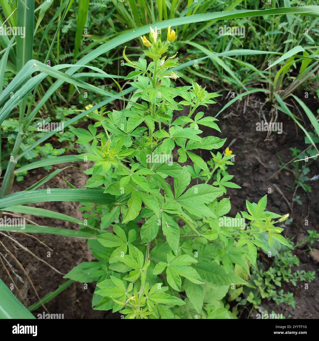 Asian spiderflower (Cleome viscosa Stock Photo - Alamy