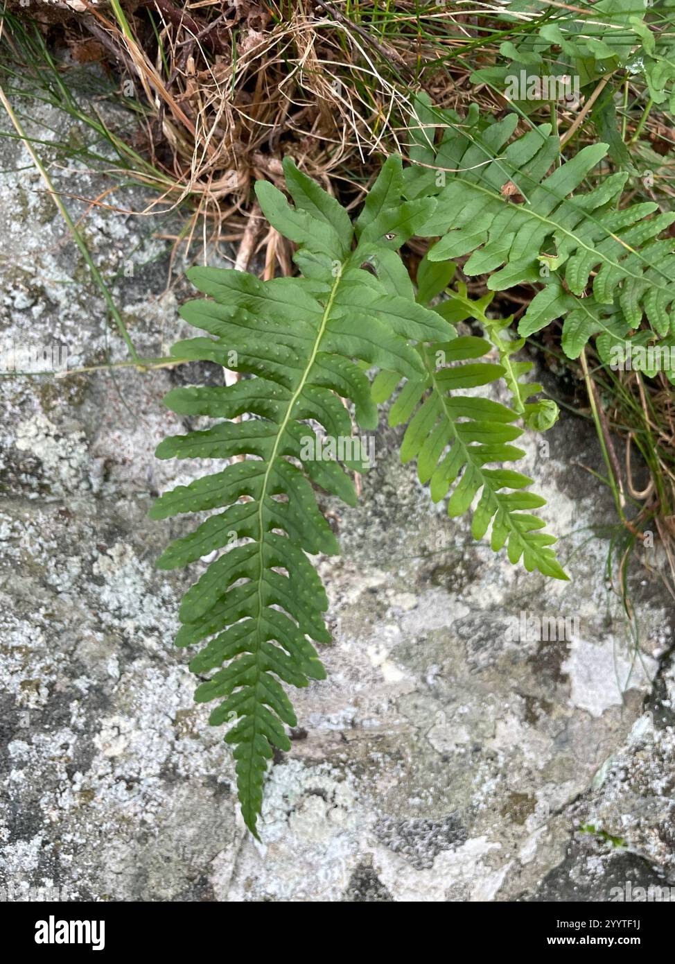common polypody (Polypodium vulgare Stock Photo - Alamy