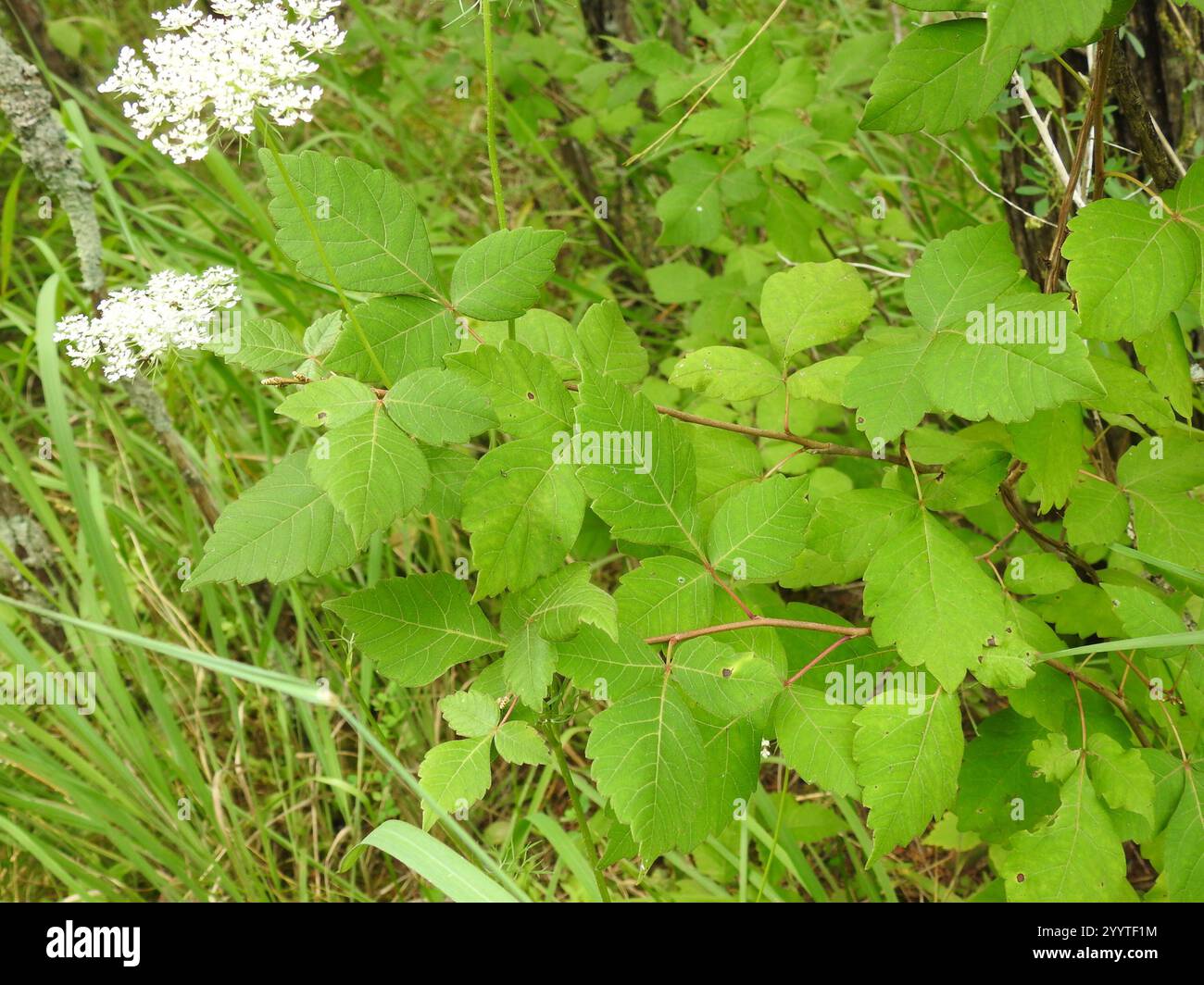 fragrant sumac (Rhus aromatica Stock Photo - Alamy