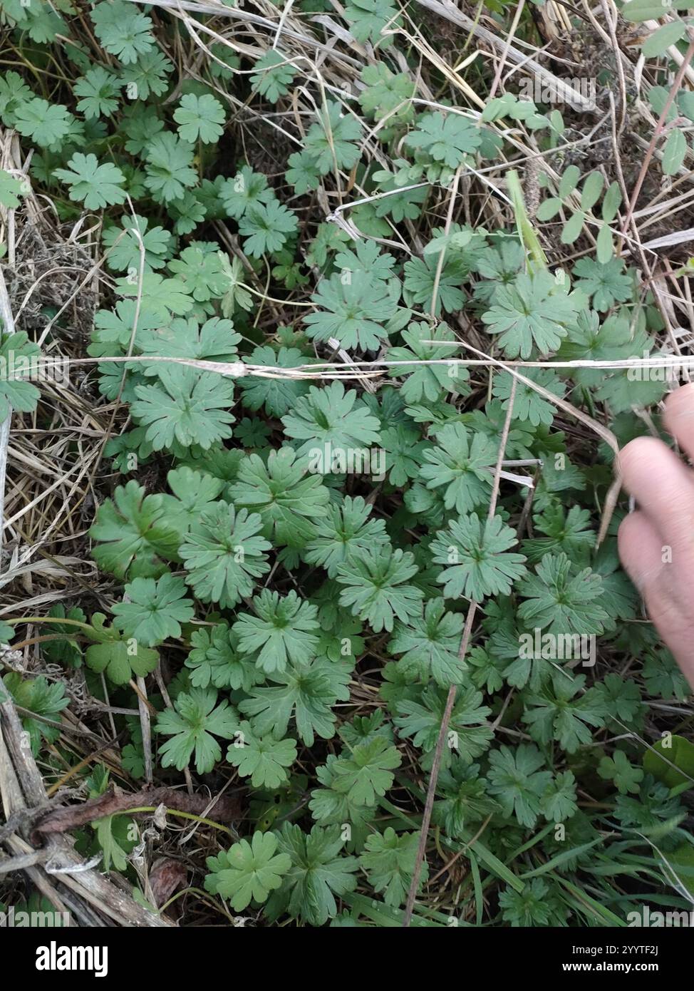 Cut-leaved crane's-bill (Geranium dissectum Stock Photo - Alamy