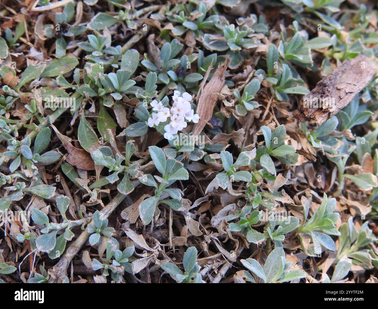 turkey tangle frogfruit (Phyla nodiflora Stock Photo - Alamy