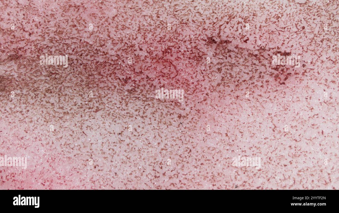 watermelon snow (Chlamydomonas nivalis Stock Photo - Alamy