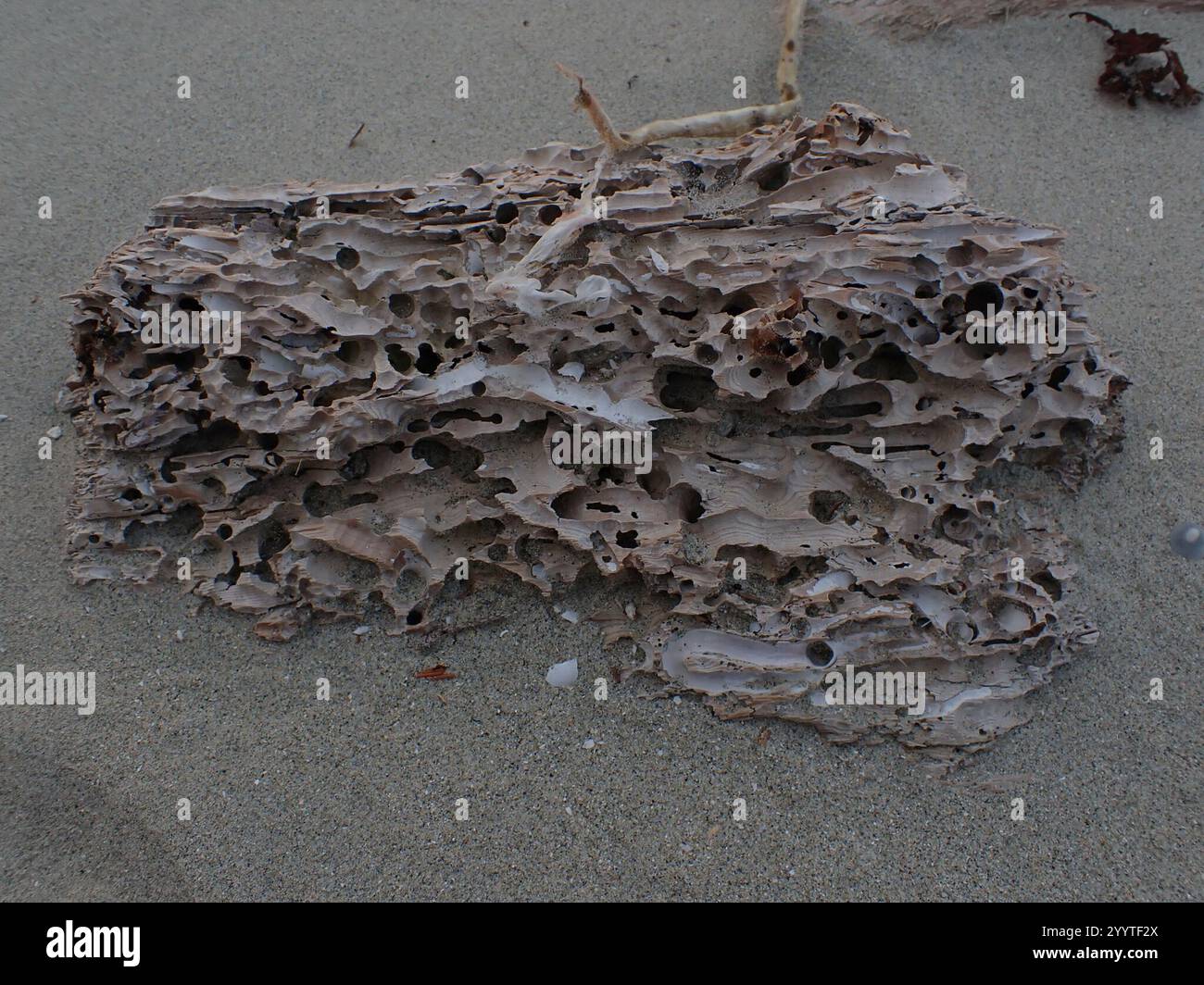 Shipworms hi-res stock photography and images - Alamy