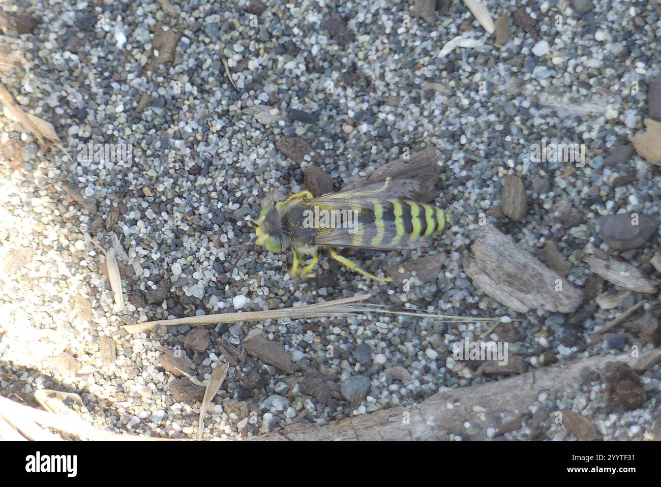 American Sand Wasp (Bembix americana Stock Photo - Alamy