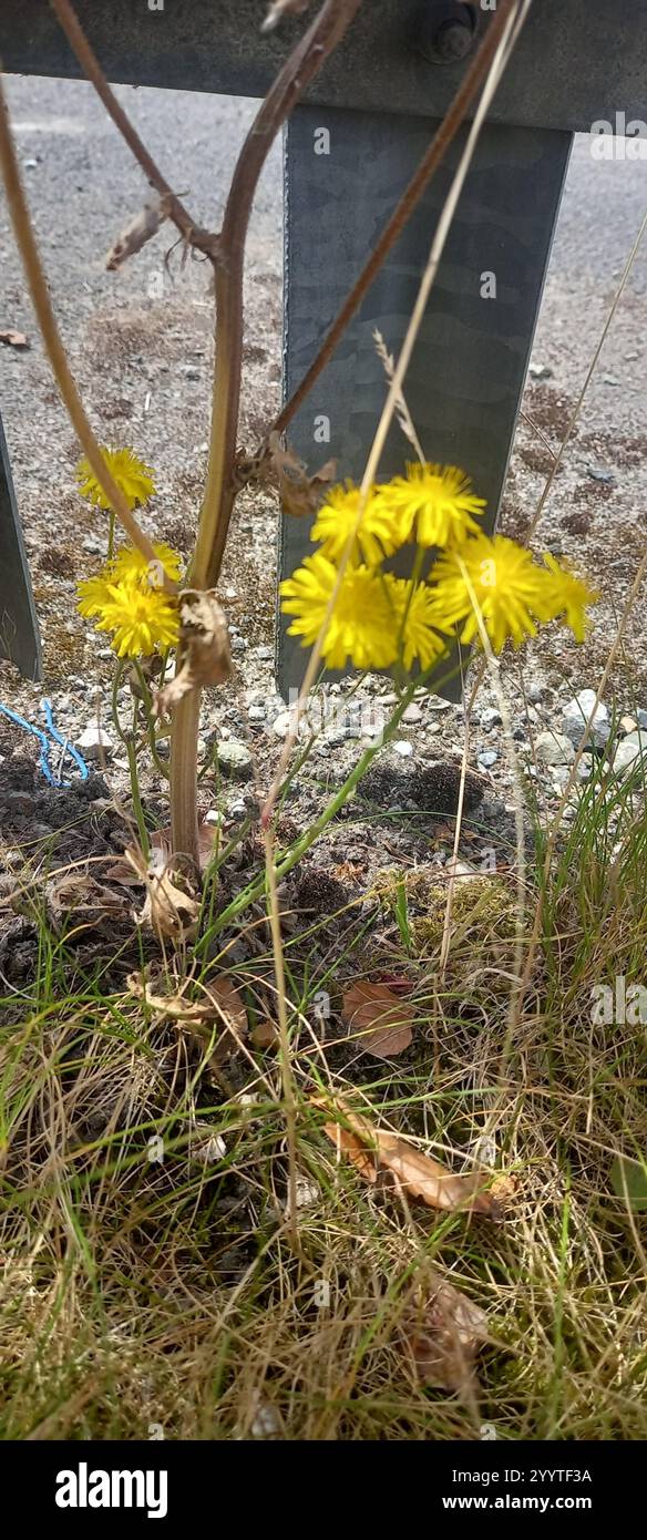 Beaked hawksbeard hi-res stock photography and images - Alamy