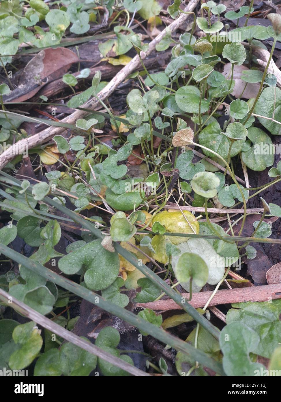 kidney weed (Dichondra repens Stock Photo - Alamy